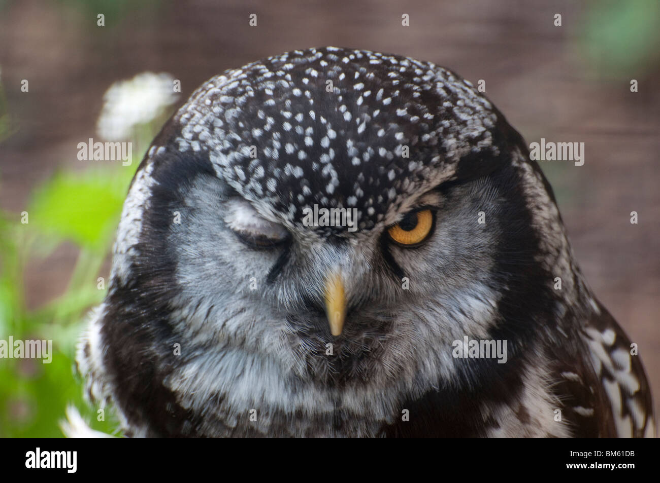 Northern hawk owl hi-res stock photography and images - Alamy
