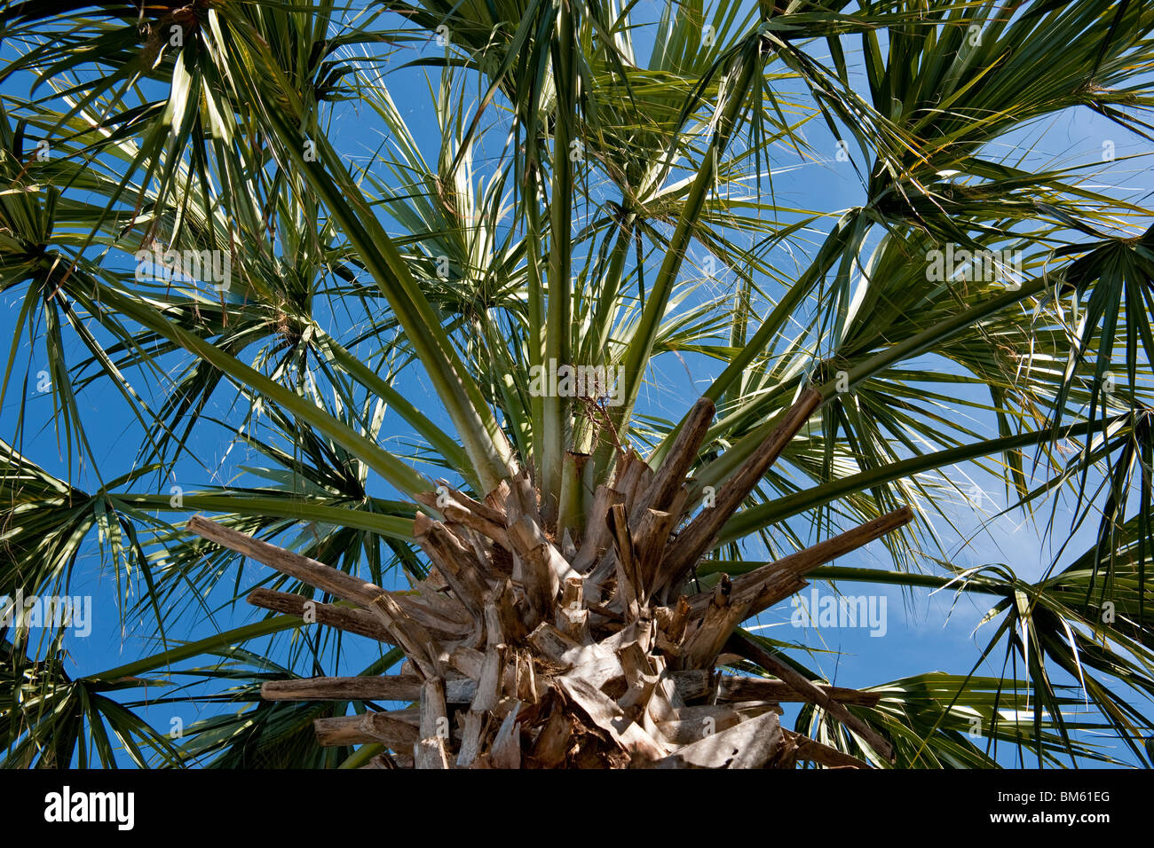 Cabbage Palm tree also known as Carolina Palm against blue sky Stock ...