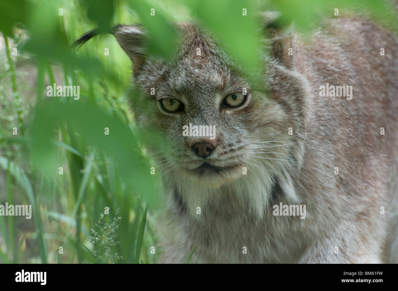 A prowling Canadian Lynx Stock Photo - Alamy