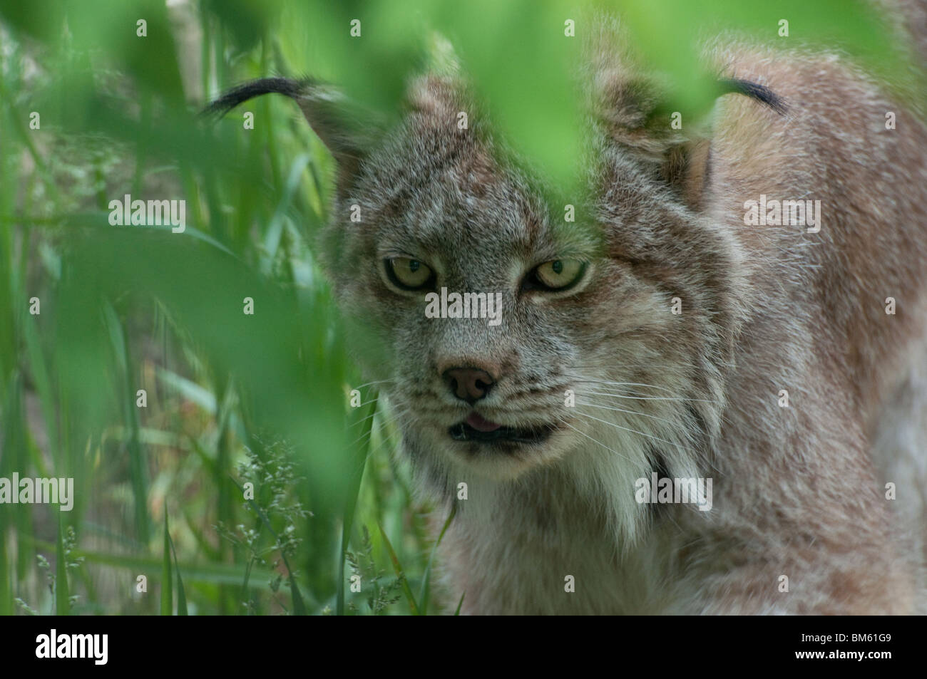 A prowling Canadian Lynx Stock Photo - Alamy