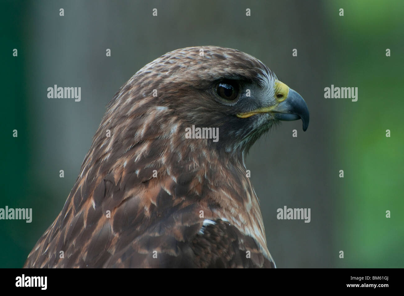 Profile of a Red-Tailed Hawk Stock Photo - Alamy
