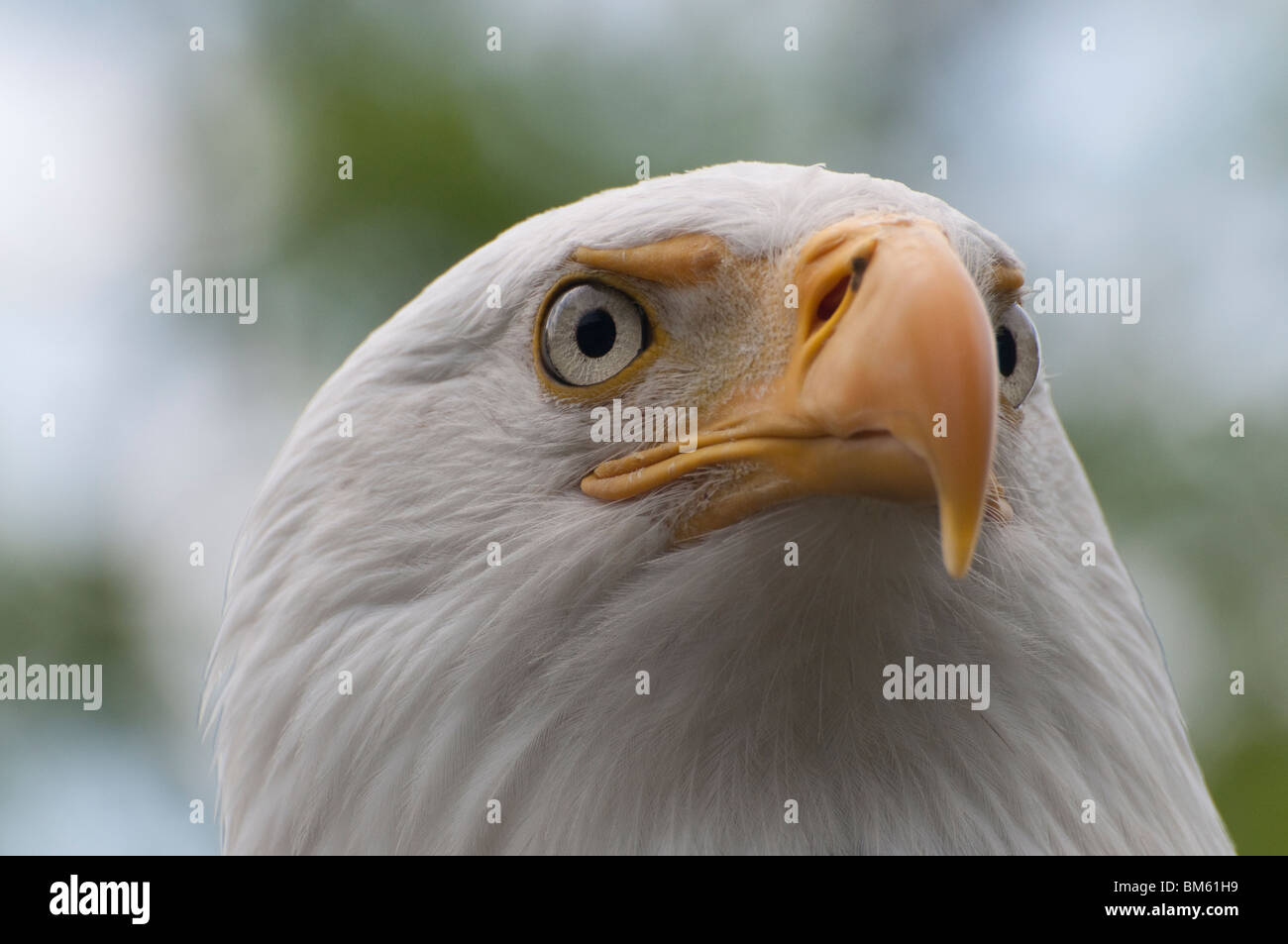 Bald bird hi-res stock photography and images - Alamy