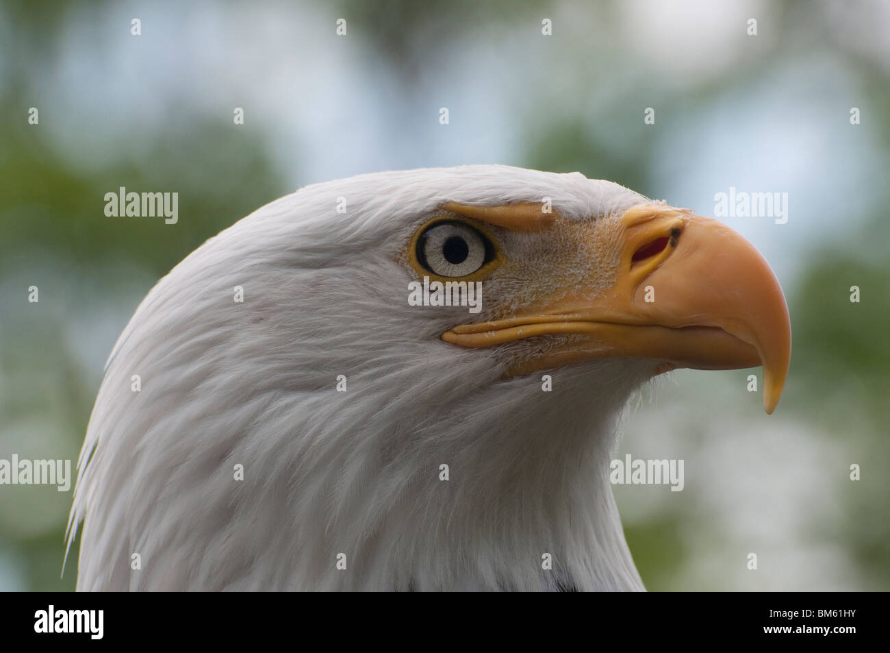 Close-up of a Bald Eagle Stock Photo - Alamy