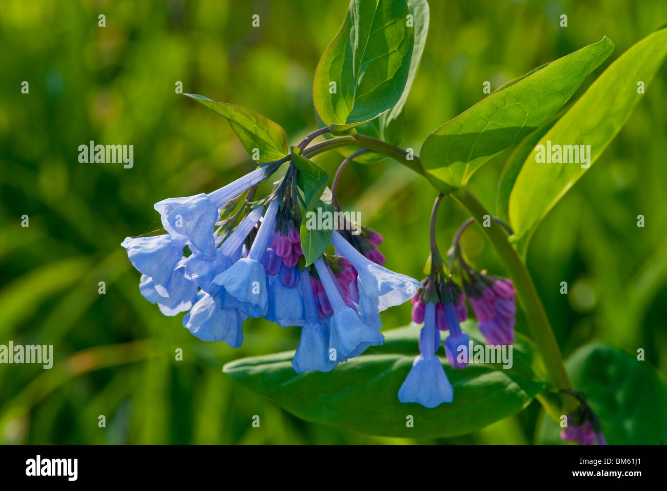 Blue flower virginia bluebells spring virginia cowslip hi-res stock ...