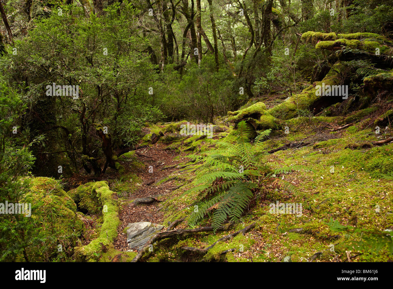 Forest, Pencil Pine Track off Enchanted Walk, Cradle Mountain - Lake St ...