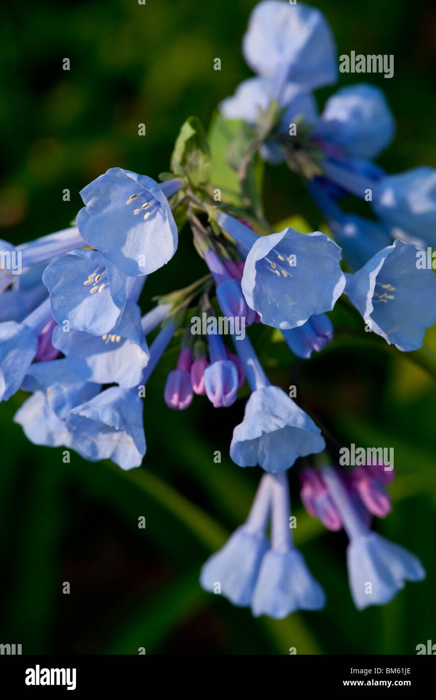 Spring blooming Virginia Bluebells also known as Virginia Cowslip Stock ...