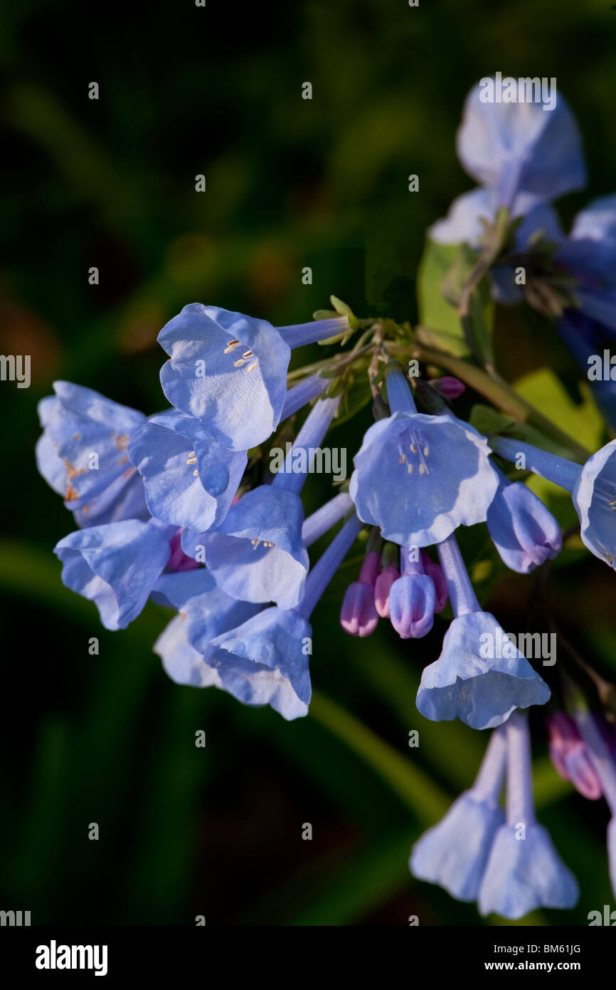 Blue flower virginia bluebells spring virginia cowslip hi-res stock ...