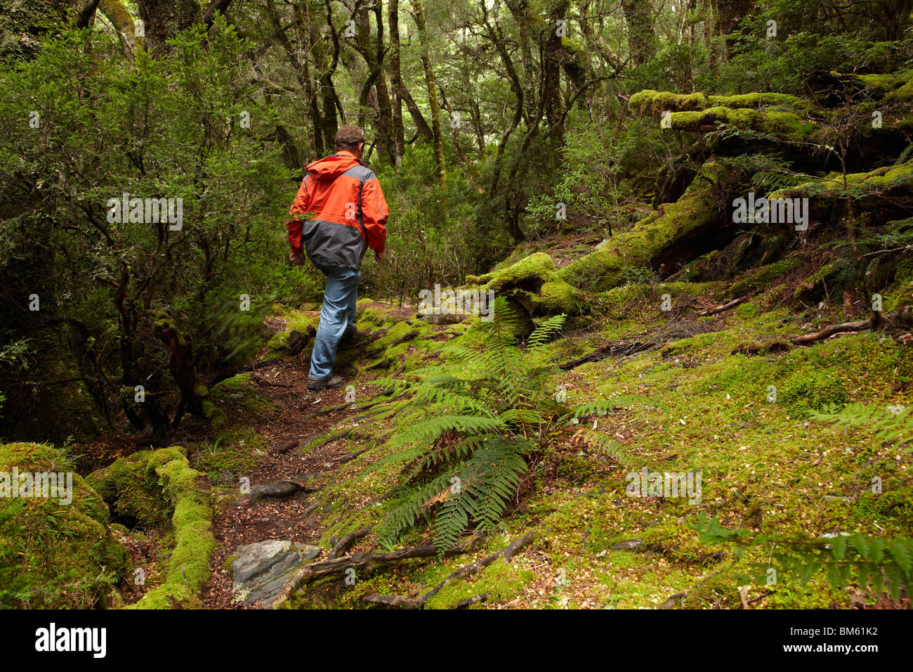 Pine trees walking tracks hi-res stock photography and images - Alamy