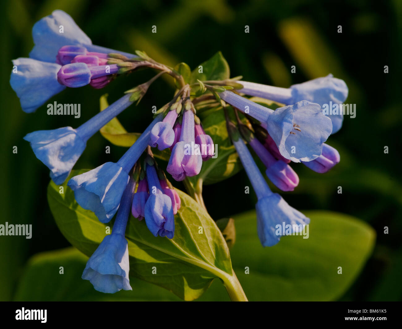Blue flower virginia bluebells spring virginia cowslip hi-res stock ...