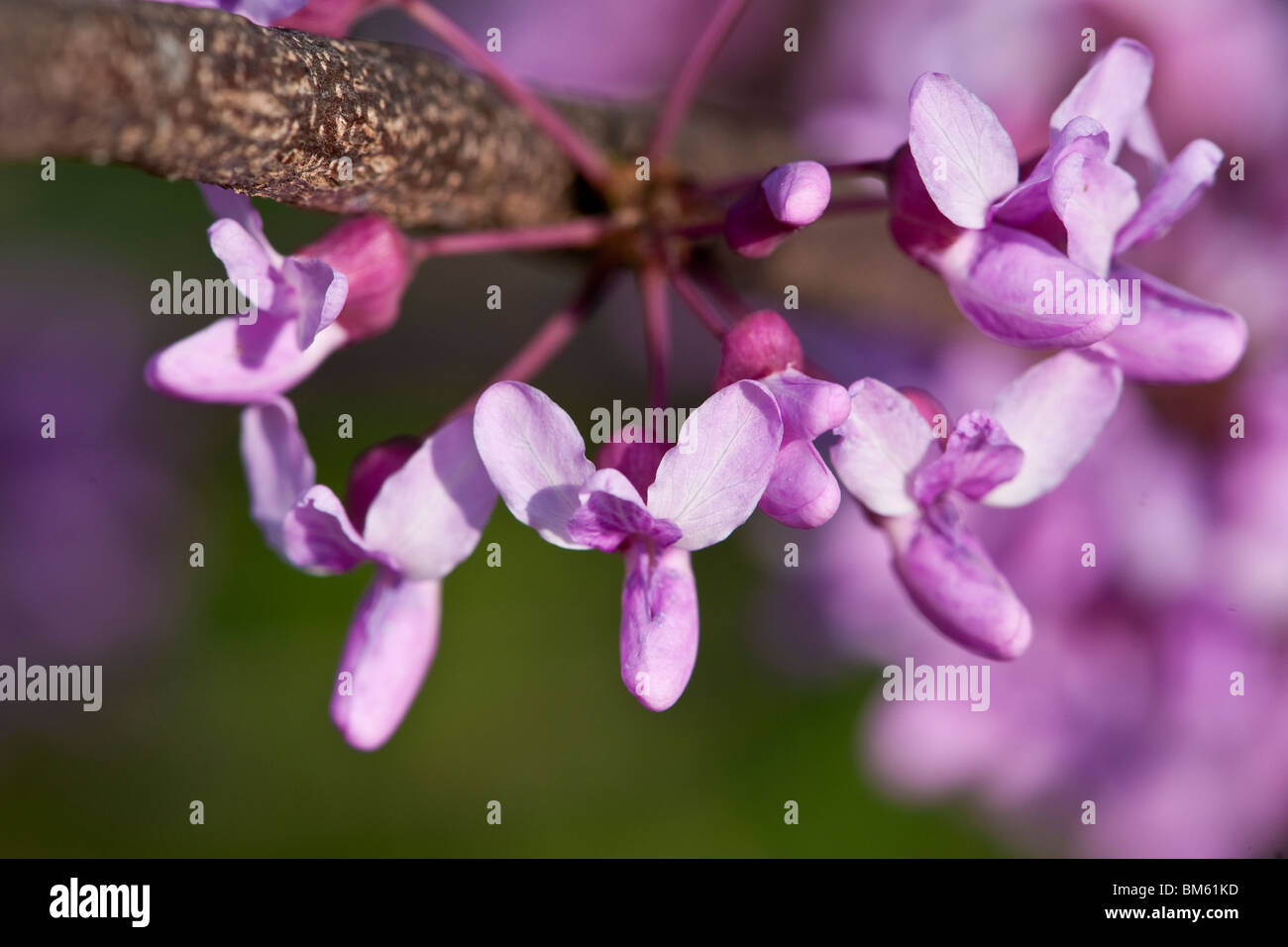 Redbud Tree, also known as Judas Tree, with pink Spring blooms Stock ...