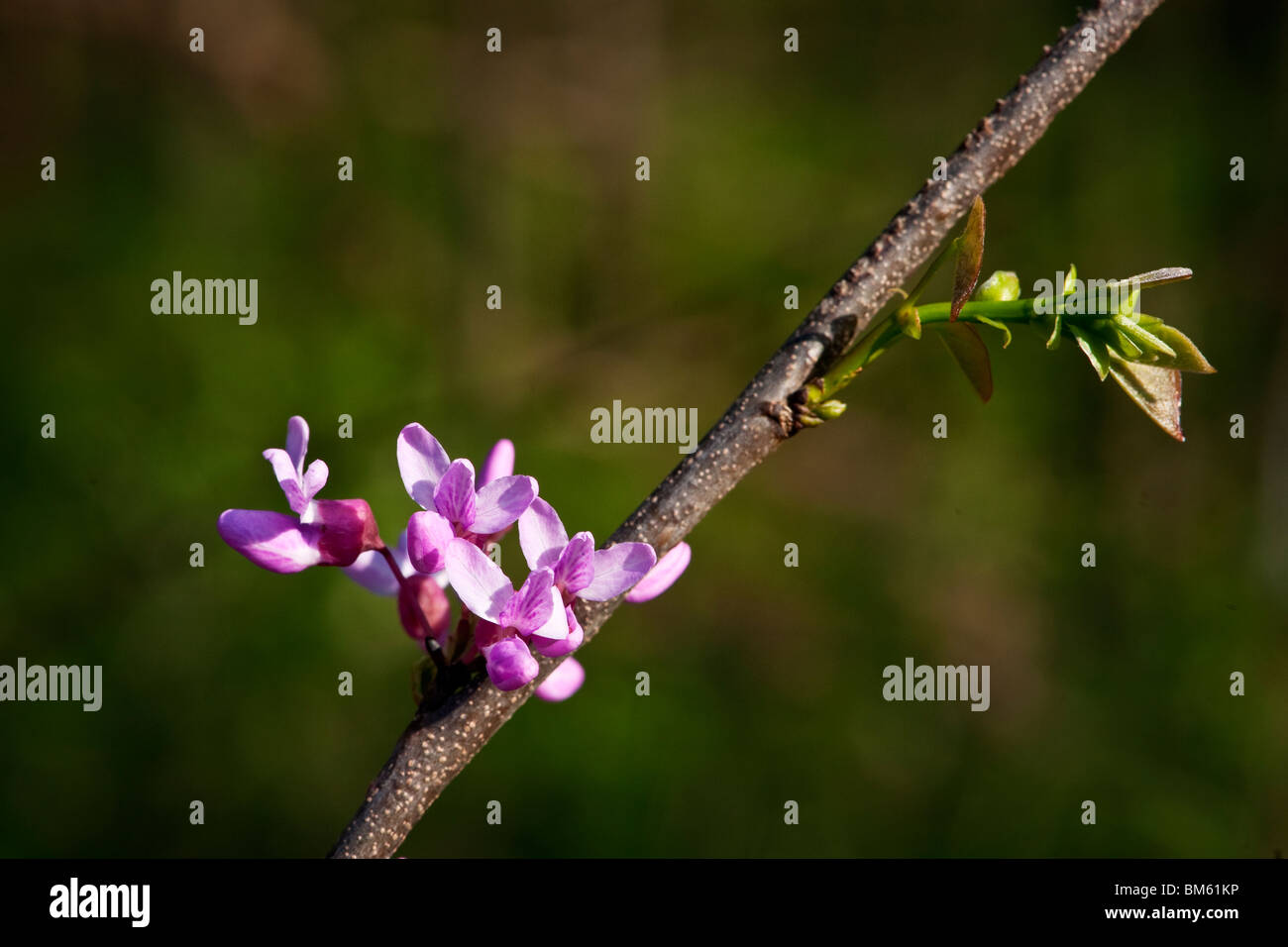 Redbud Tree, also known as Judas Tree, with pink Spring blooms Stock ...