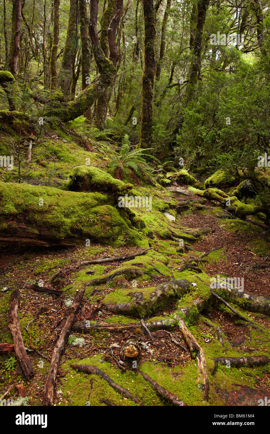 Forest, Pencil Pine Track off Enchanted Walk, Cradle Mountain - Lake St ...