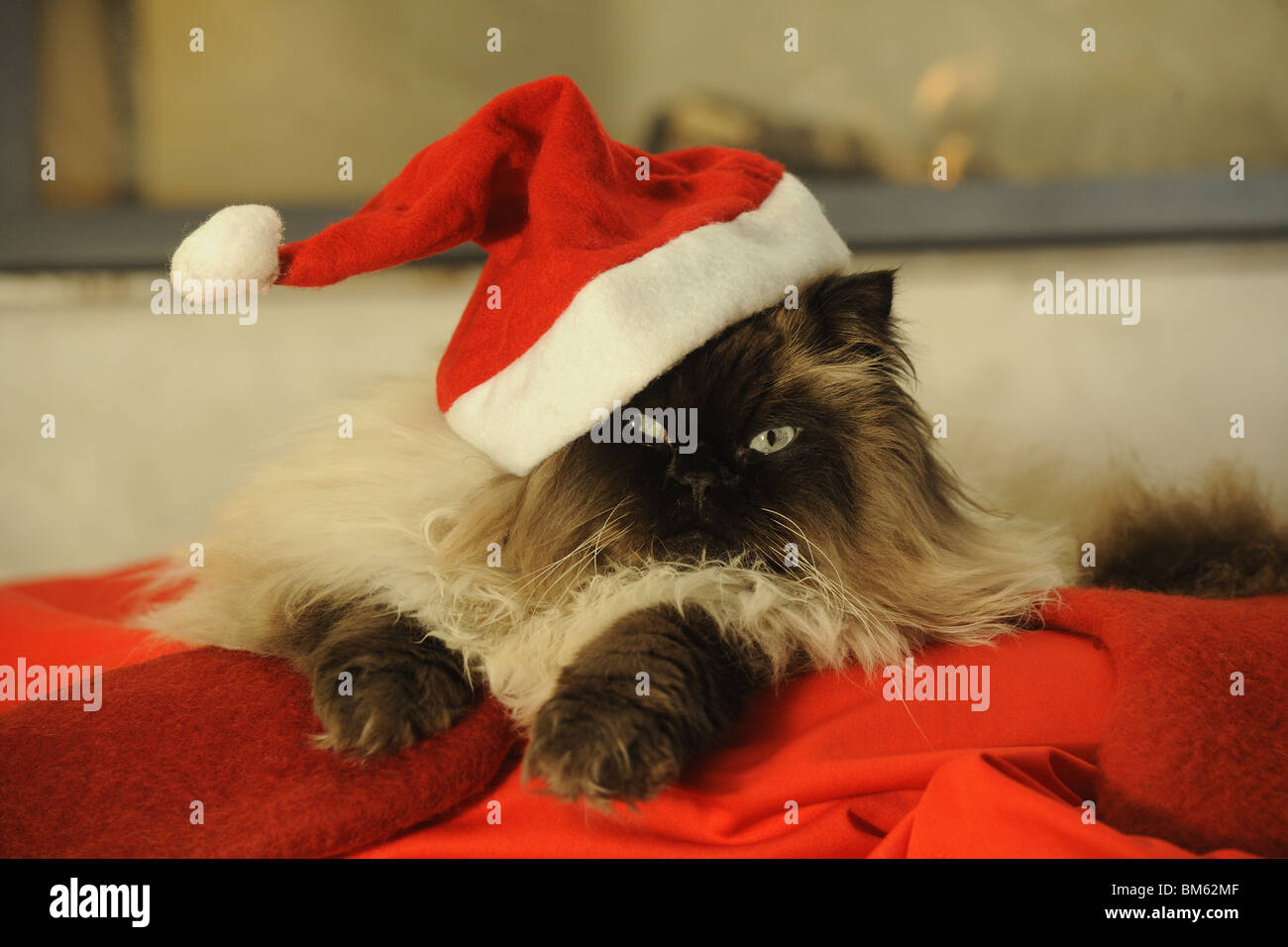 Domestic Cat, Persian Cat (Felis silvestris, Felis catus) dressed-up as ...
