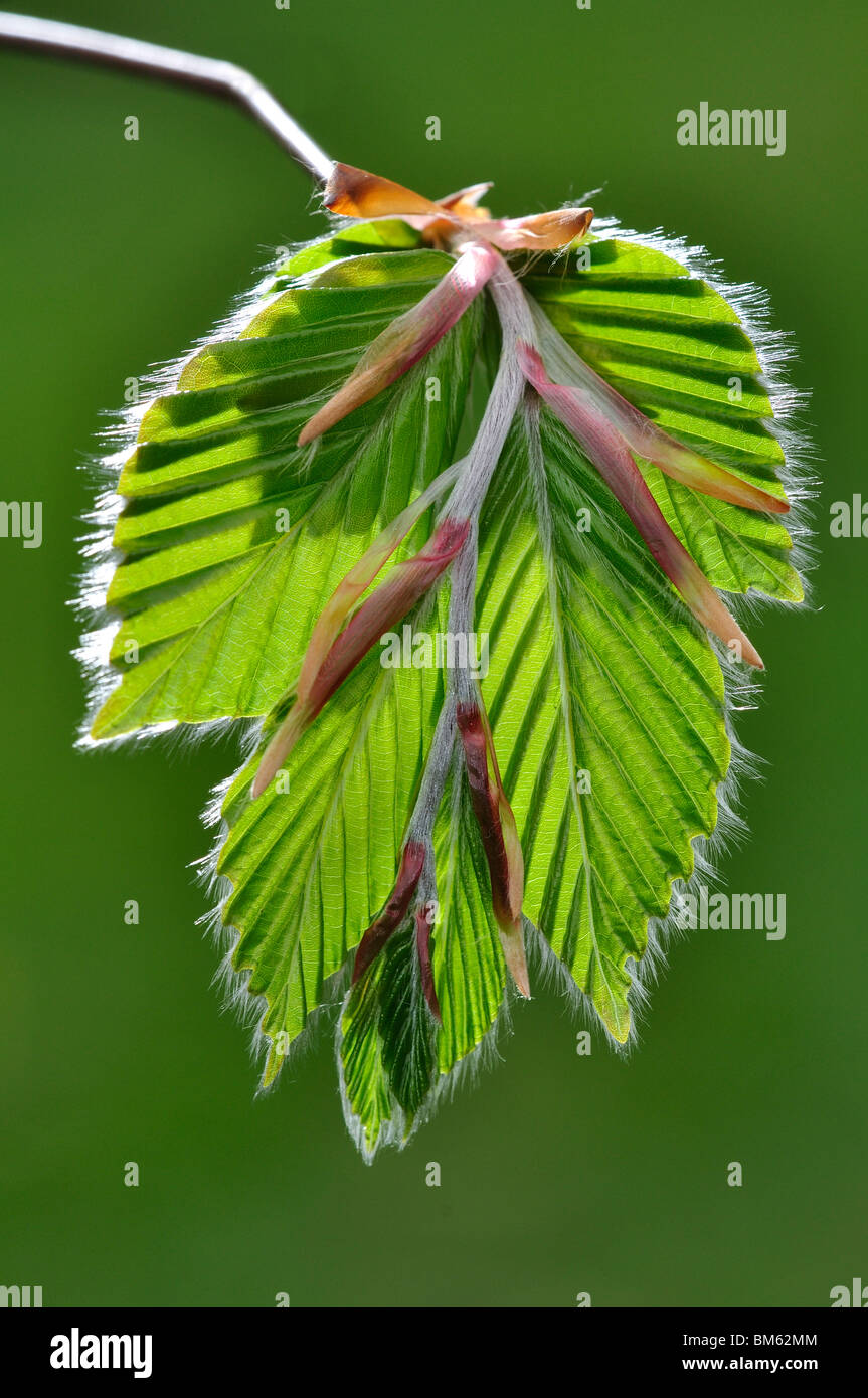 newly opened beech leaves in spring. Dorset, UK May 2010 Stock Photo ...