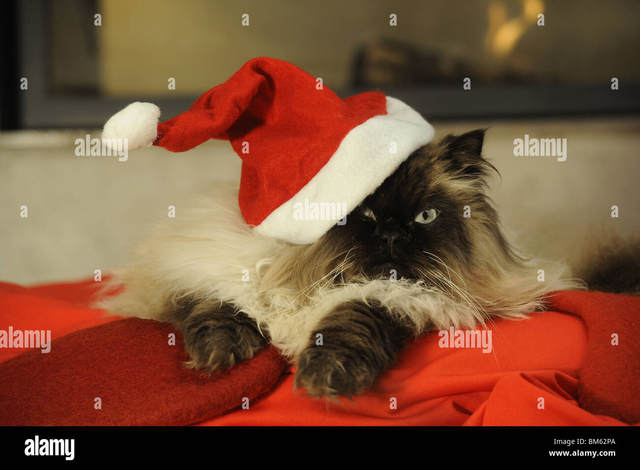 Domestic Cat, Persian Cat (Felis silvestris, Felis catus) dressed-up as ...