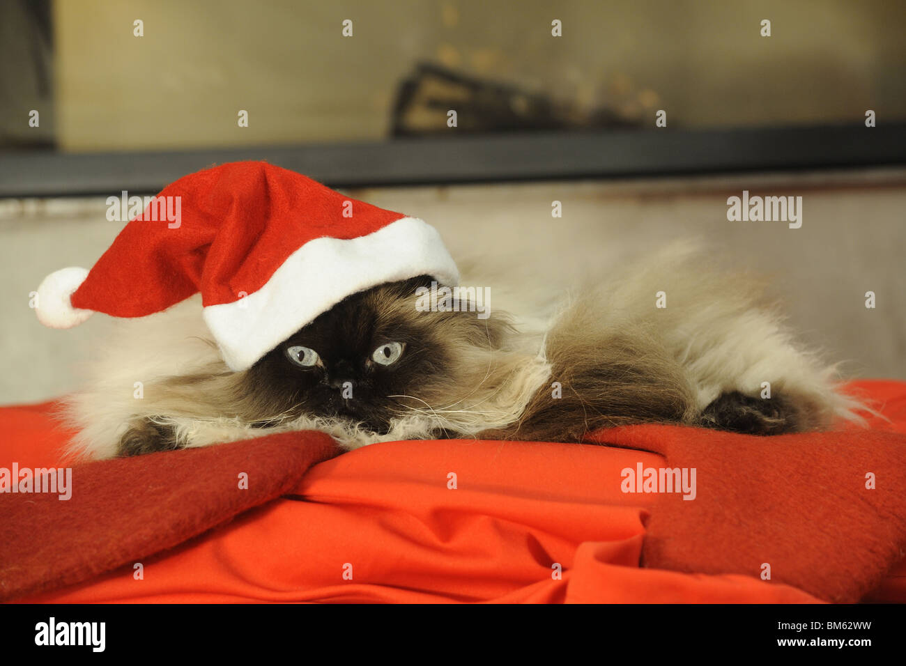 Domestic Cat, Persian Cat (Felis silvestris, Felis catus) dressed-up as ...