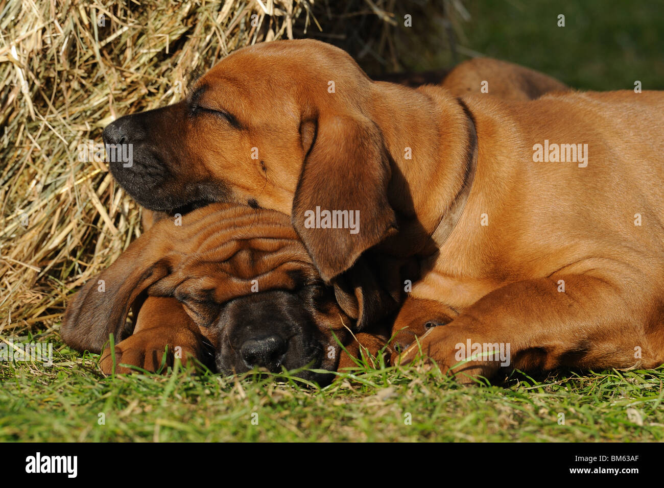 Rhodesian Ridgeback (Canis lupus familiaris). Two puppies sleeping in ...