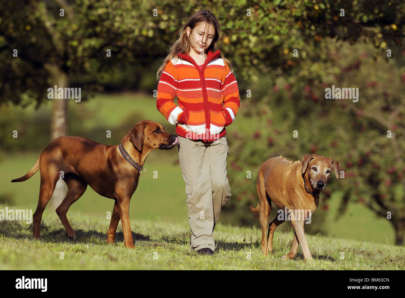 Rhodesian Ridgeback (Canis lupus familiaris). Girl on a walk with an ...