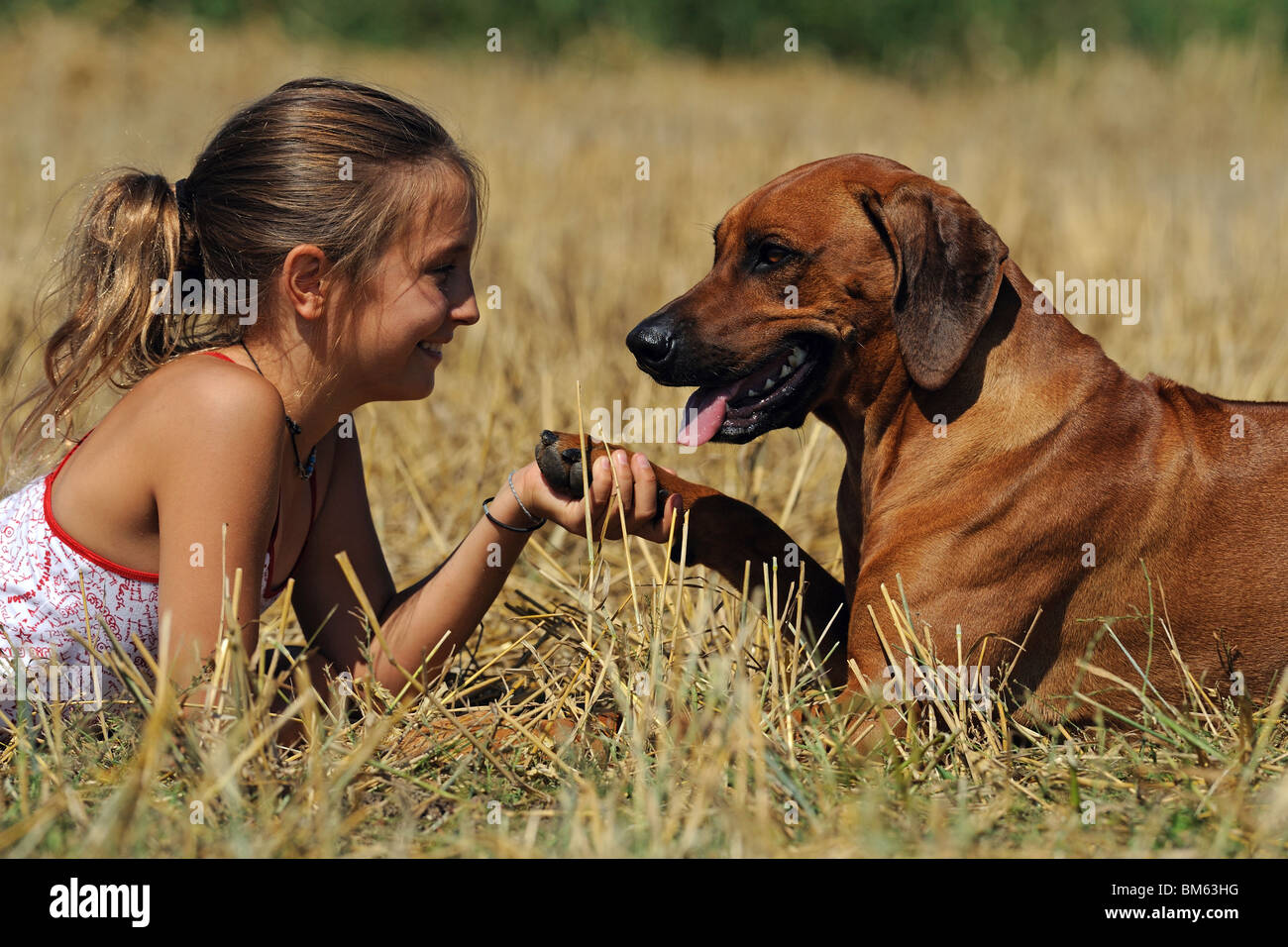 Rhodesian Ridgeback (Canis lupus familiaris). Bitch lying with a girl ...