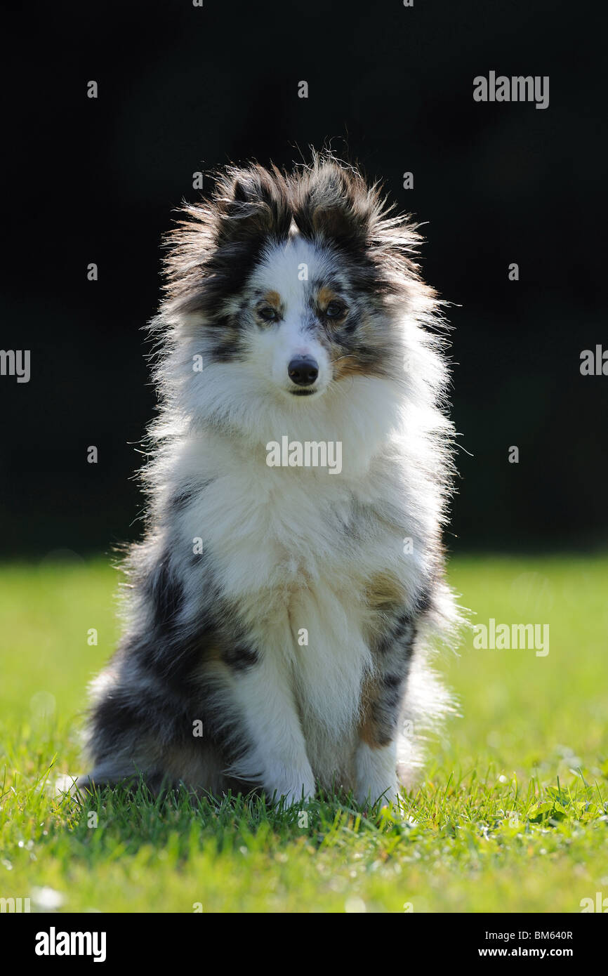Sheltie, Shetland Sheepdog (Canis lupus familiaris), adult sitting on a ...