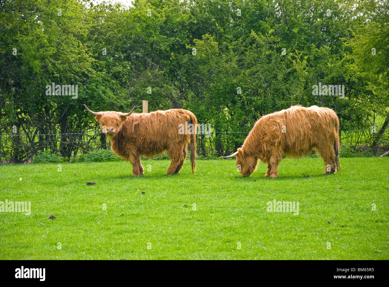 Highland cows grazing field hi-res stock photography and images - Alamy