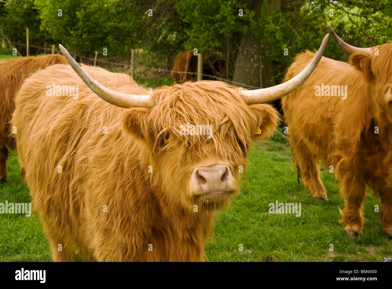 Long hair cows hi-res stock photography and images - Alamy