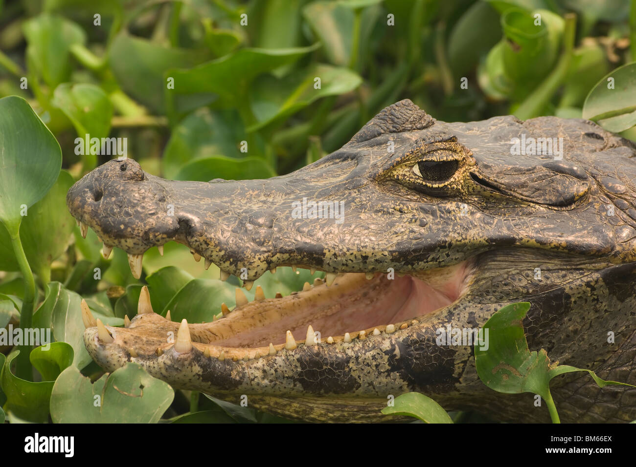 Caiman yacare, Alligatoridae family, Pantanal, Mato Grosso, Brazil ...