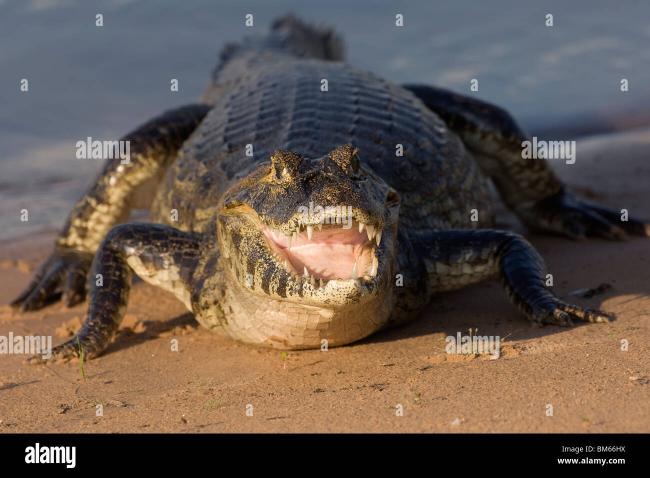 Caiman yacare, Alligatoridae family, Pantanal, Mato Grosso, Brazil ...