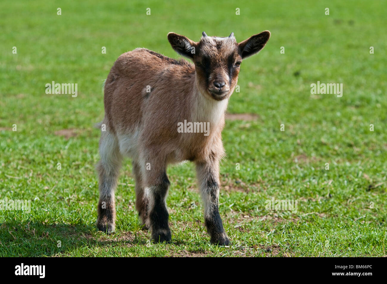 Young Domestic Goat, Capra hircus Stock Photo - Alamy