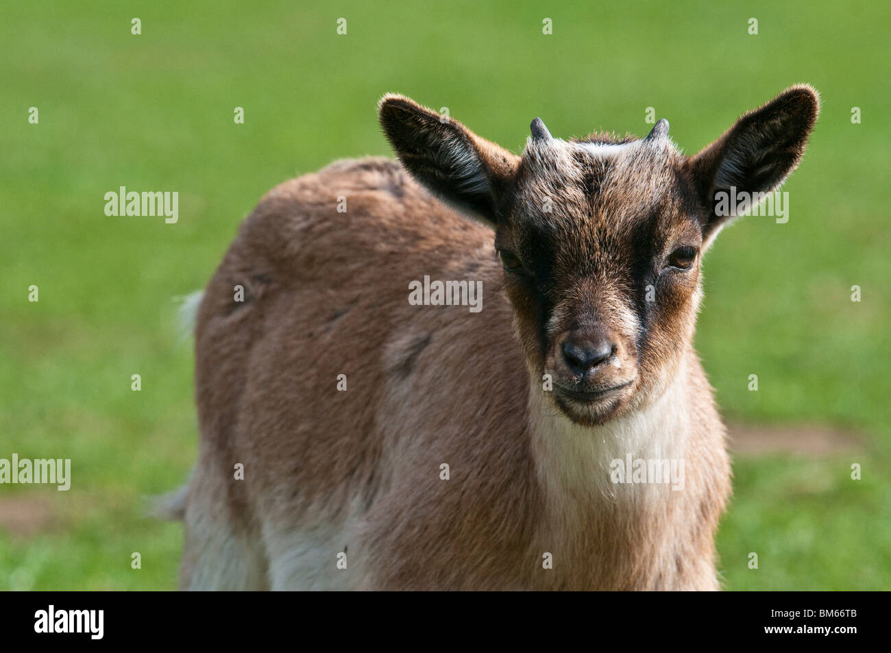 Young Domestic Goat, Capra hircus Stock Photo - Alamy