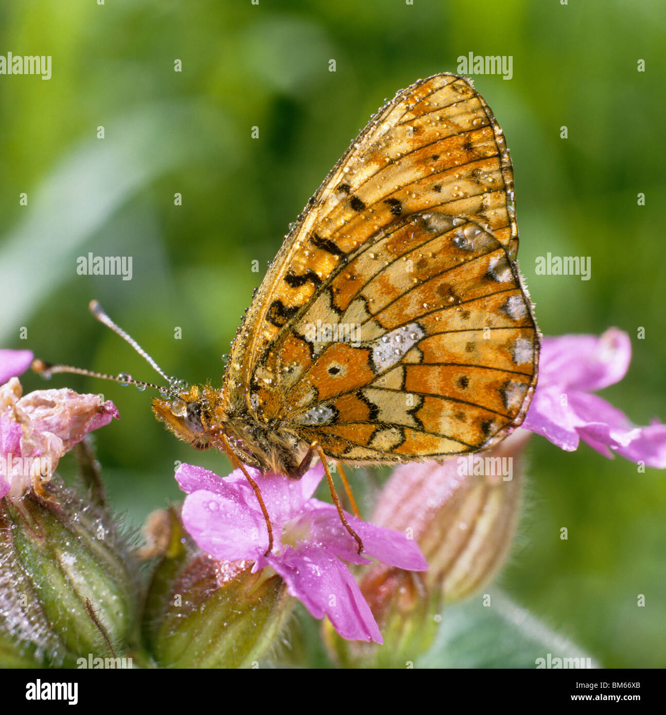Pearl-bordered Fritillary (Boloria euphrosyne) on a flower Stock Photo ...