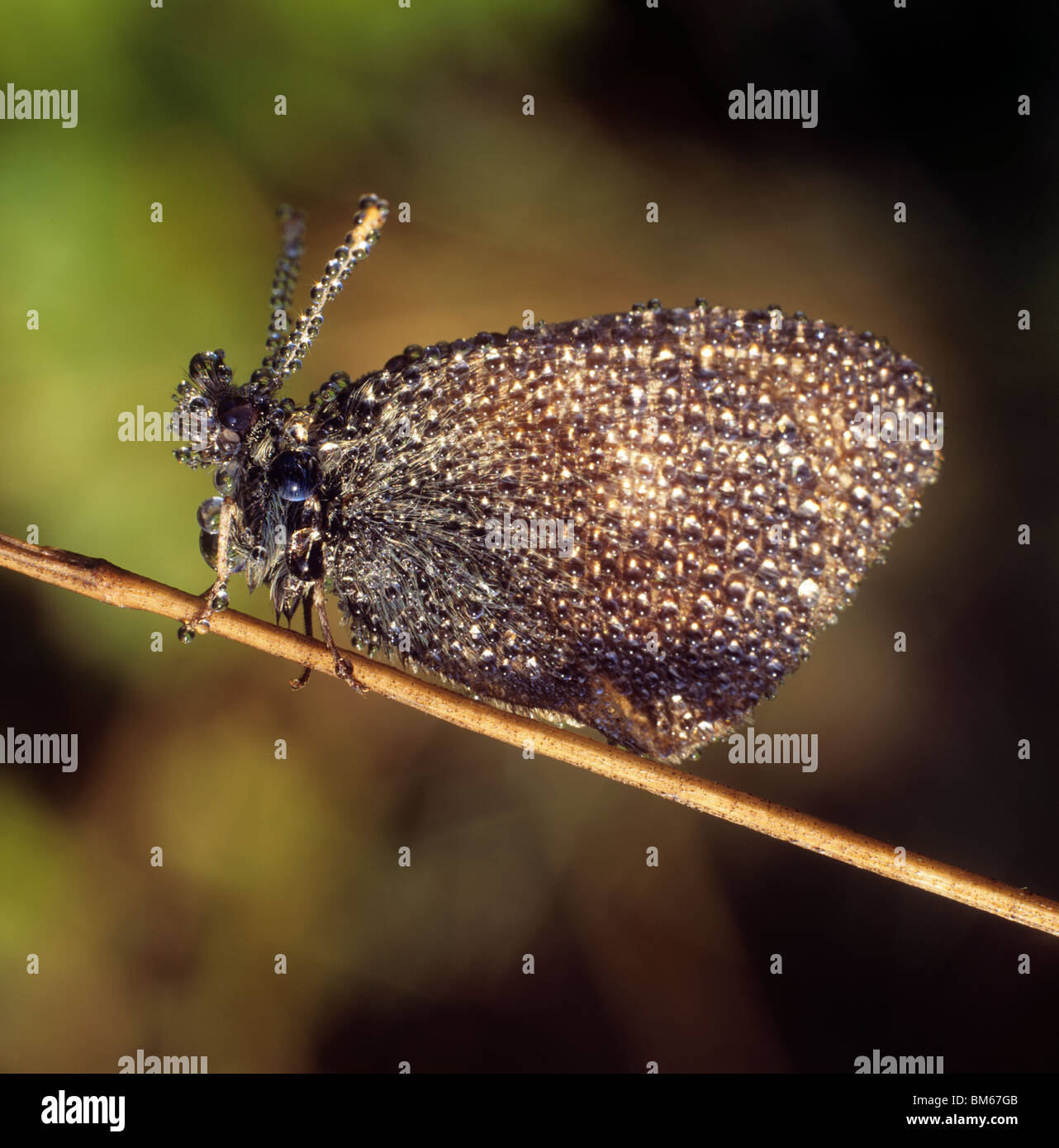 Chestnut Heath (Coenonympha glycerion), butterfly covered in dew Stock ...