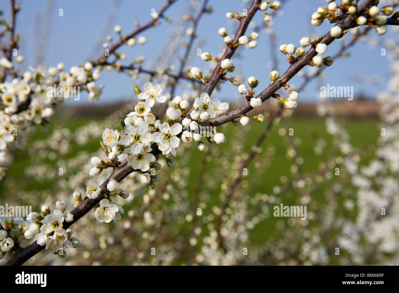 Opening in hedge hi-res stock photography and images - Alamy