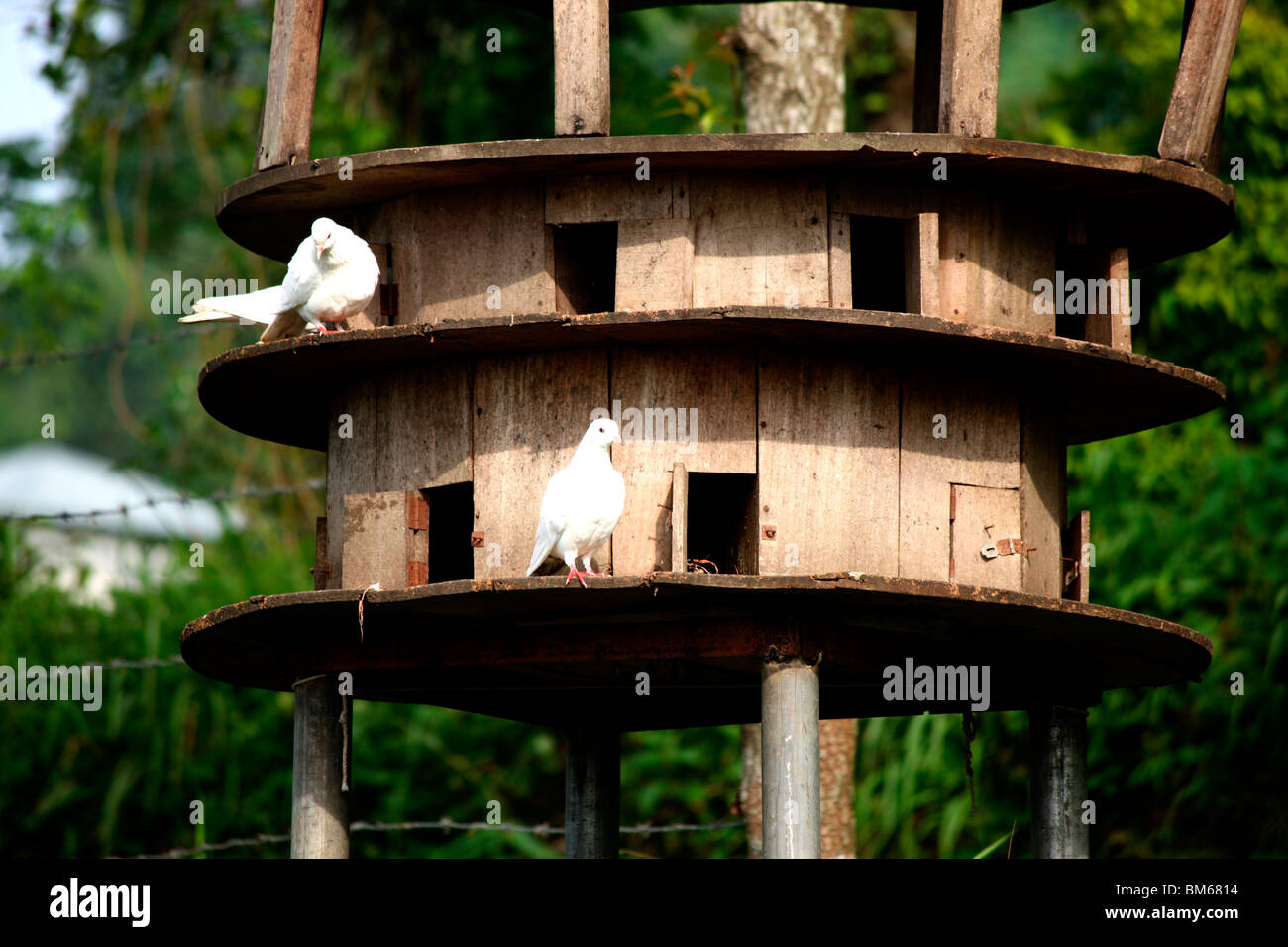 Pigeon bird house hi-res stock photography and images - Alamy