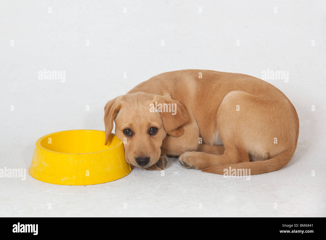 Yellow Lab Pup empty food bowl Stock Photo - Alamy