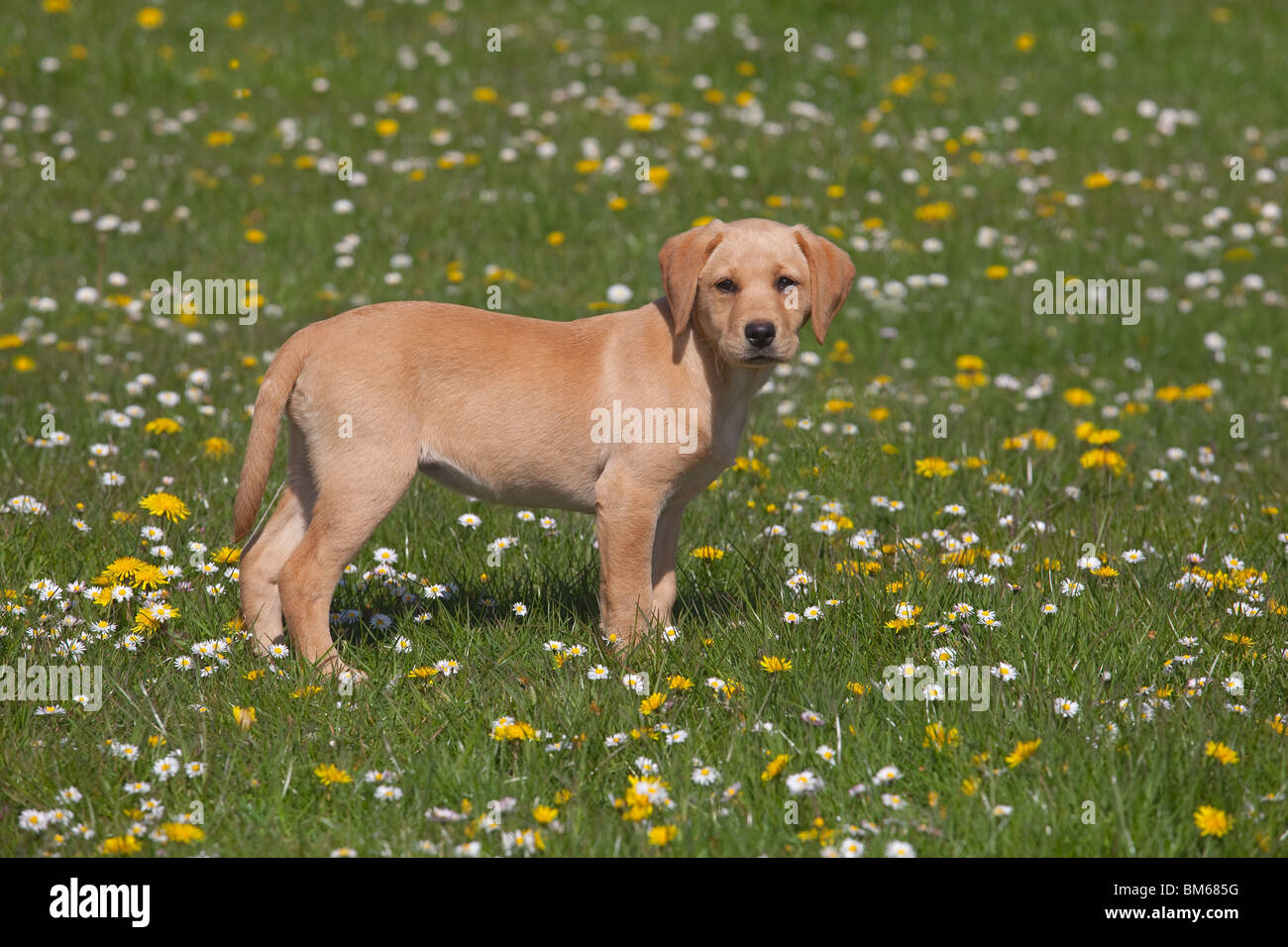 Yellow Labrador Puppy outside in Flowery Meadow Stock Photo - Alamy