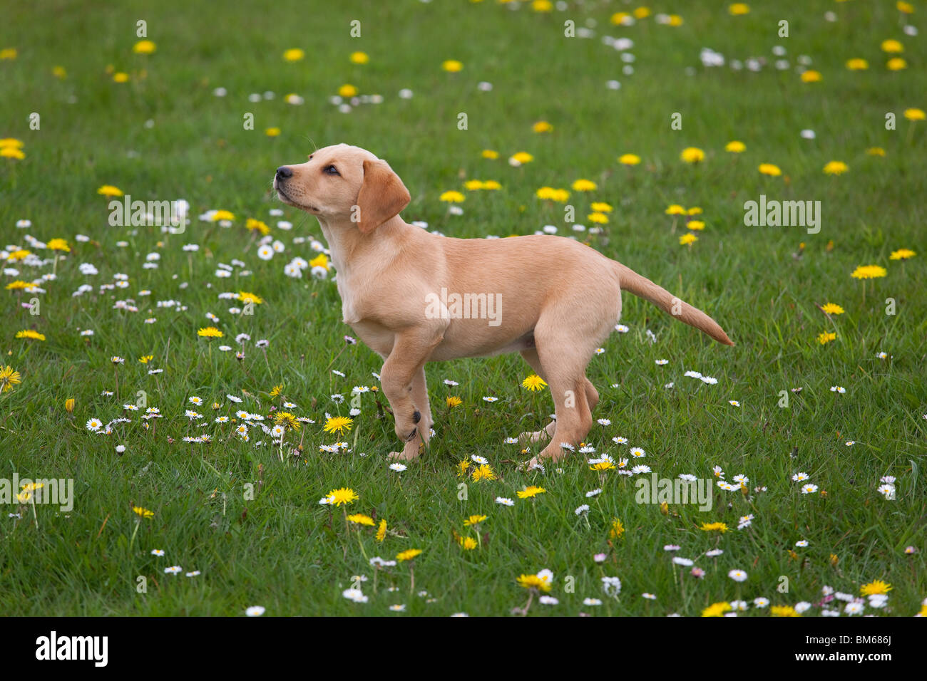 Yellow Labrador Puppy outside in Flowery Meadow Stock Photo - Alamy