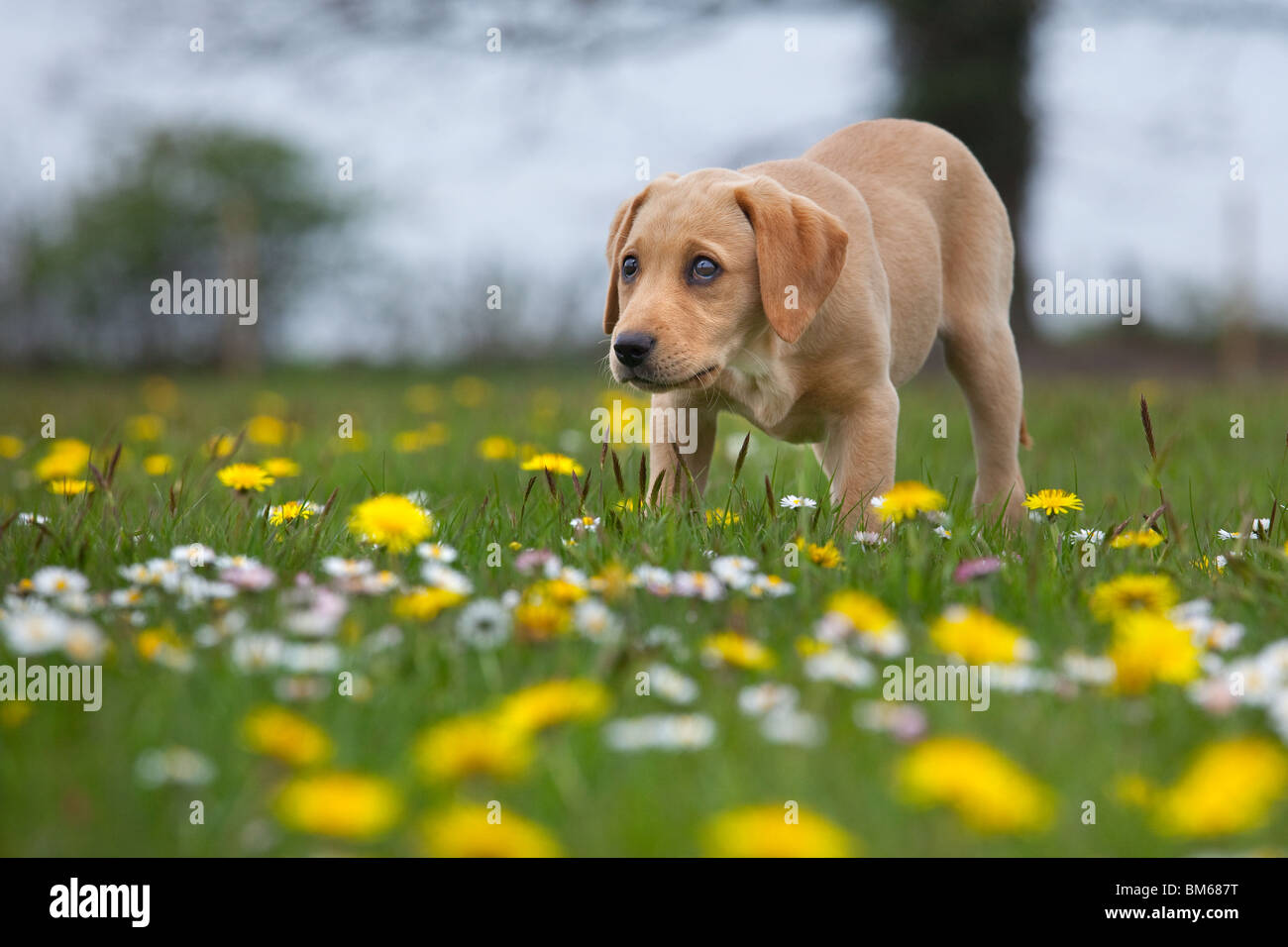 Yellow Labrador Puppy outside in Flowery Meadow Stock Photo - Alamy