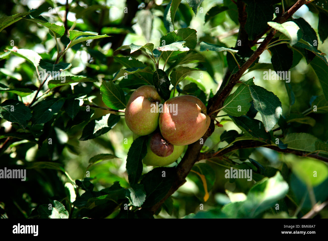 Kashmir apple hi-res stock photography and images - Alamy