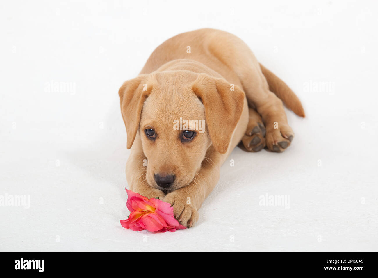 Labrador rose hi-res stock photography and images - Alamy