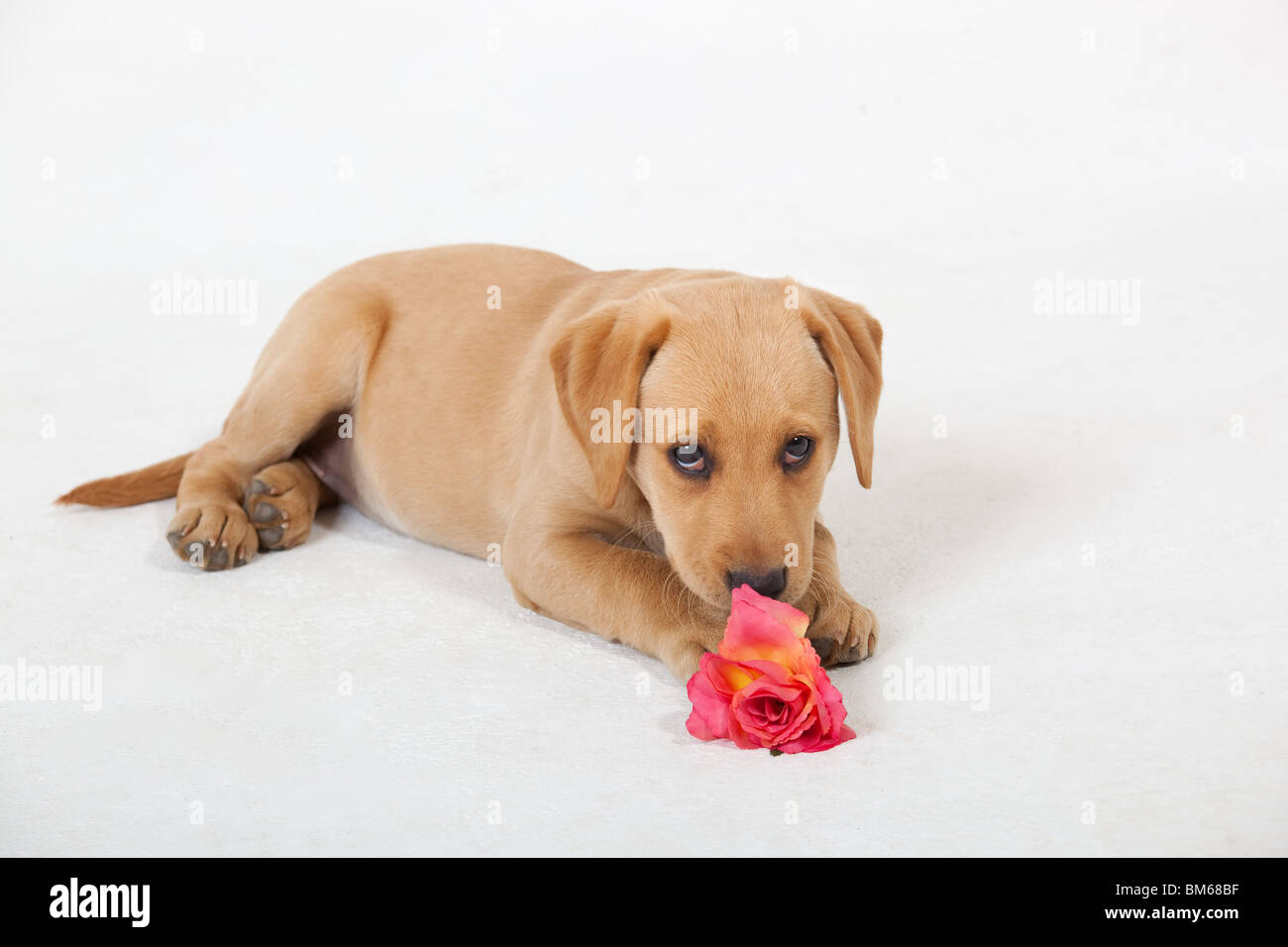 Labrador rose hi-res stock photography and images - Alamy