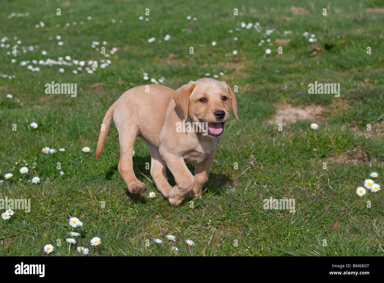 Yellow Labrador Puppy outside in Flowery Meadow Stock Photo - Alamy