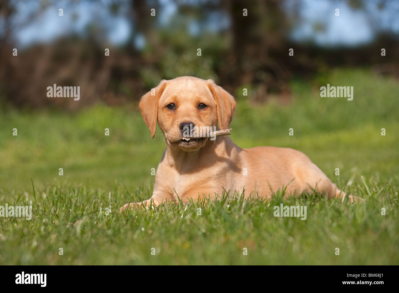 Yellow Labrador Puppy chewing stick Stock Photo - Alamy