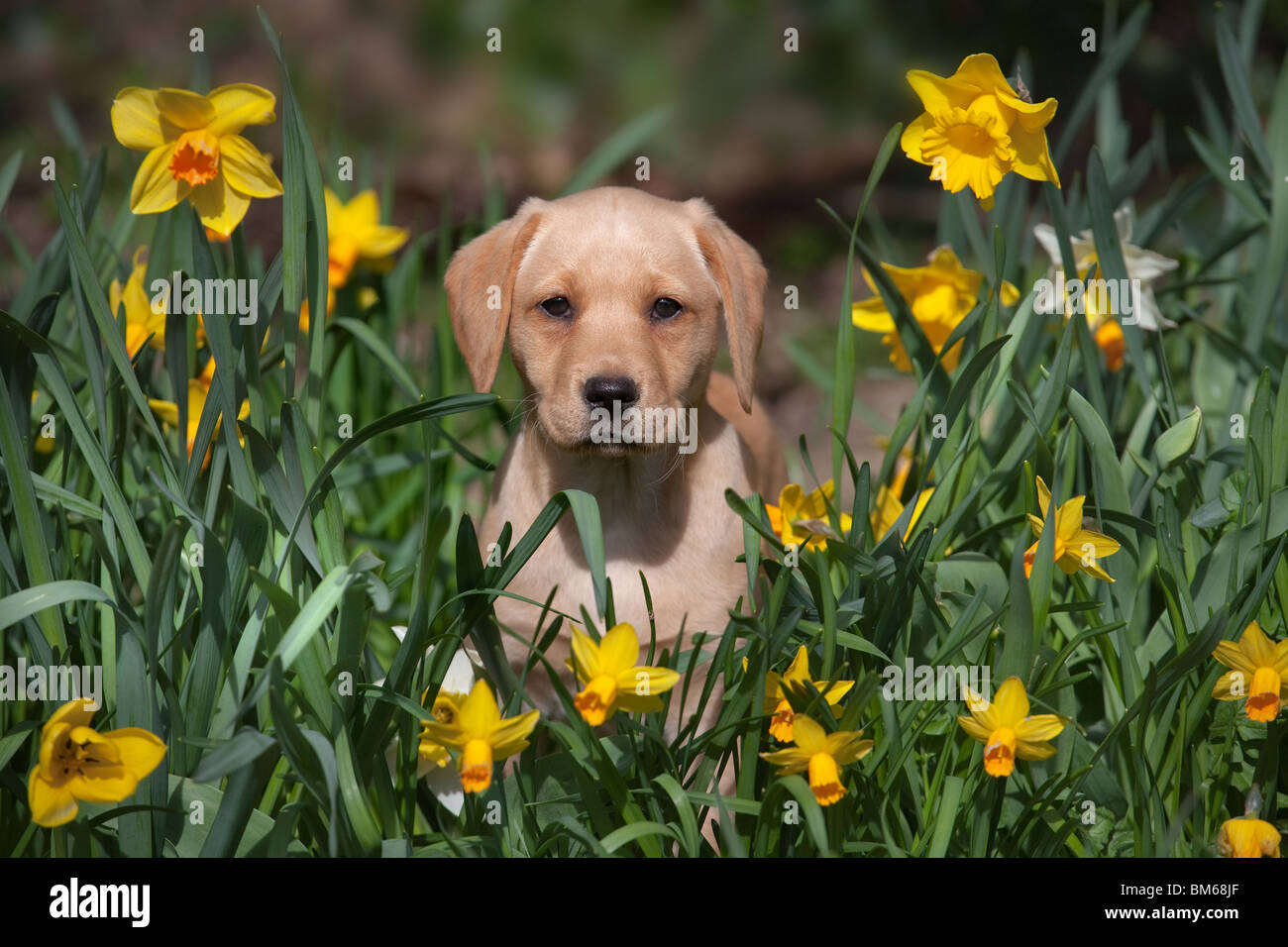 Black labrador retriever flower hi-res stock photography and images - Alamy