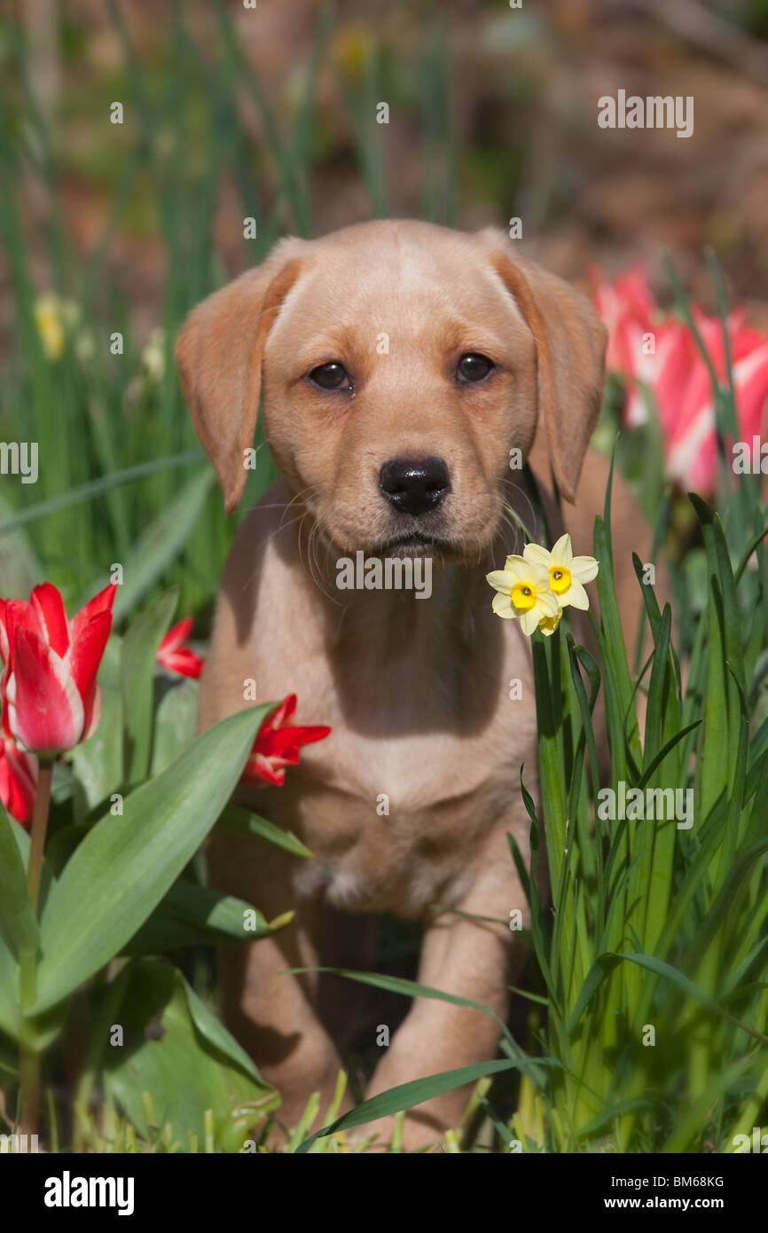 Yellow Labrador Puppy playing in flower garden Stock Photo - Alamy