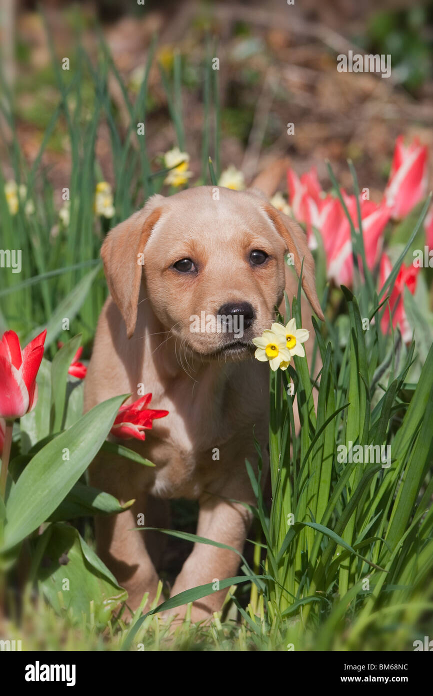 Labrador retriever puppy flowers field hi-res stock photography and ...