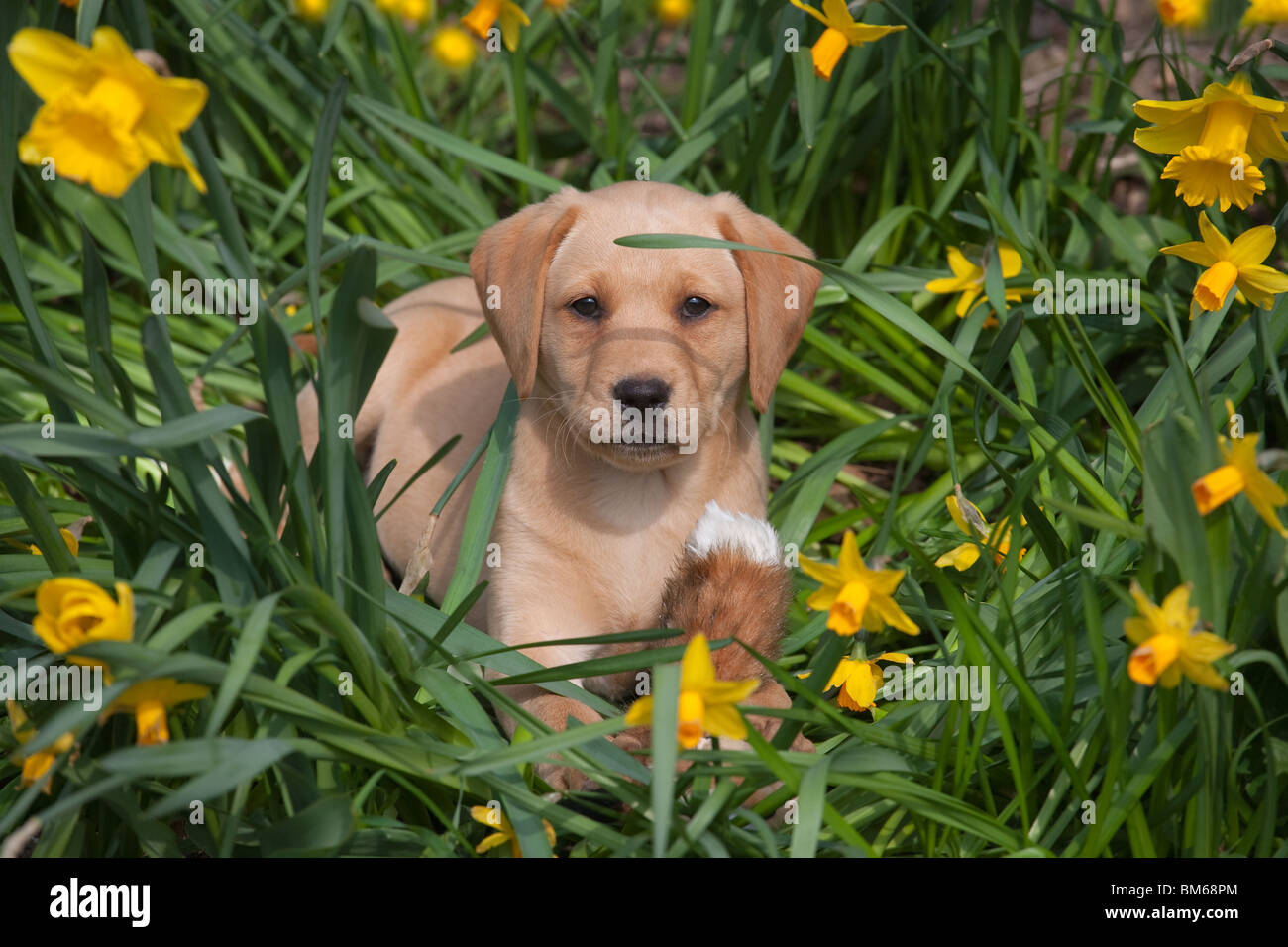 Yellow Labrador Puppy in daffodils Stock Photo - Alamy