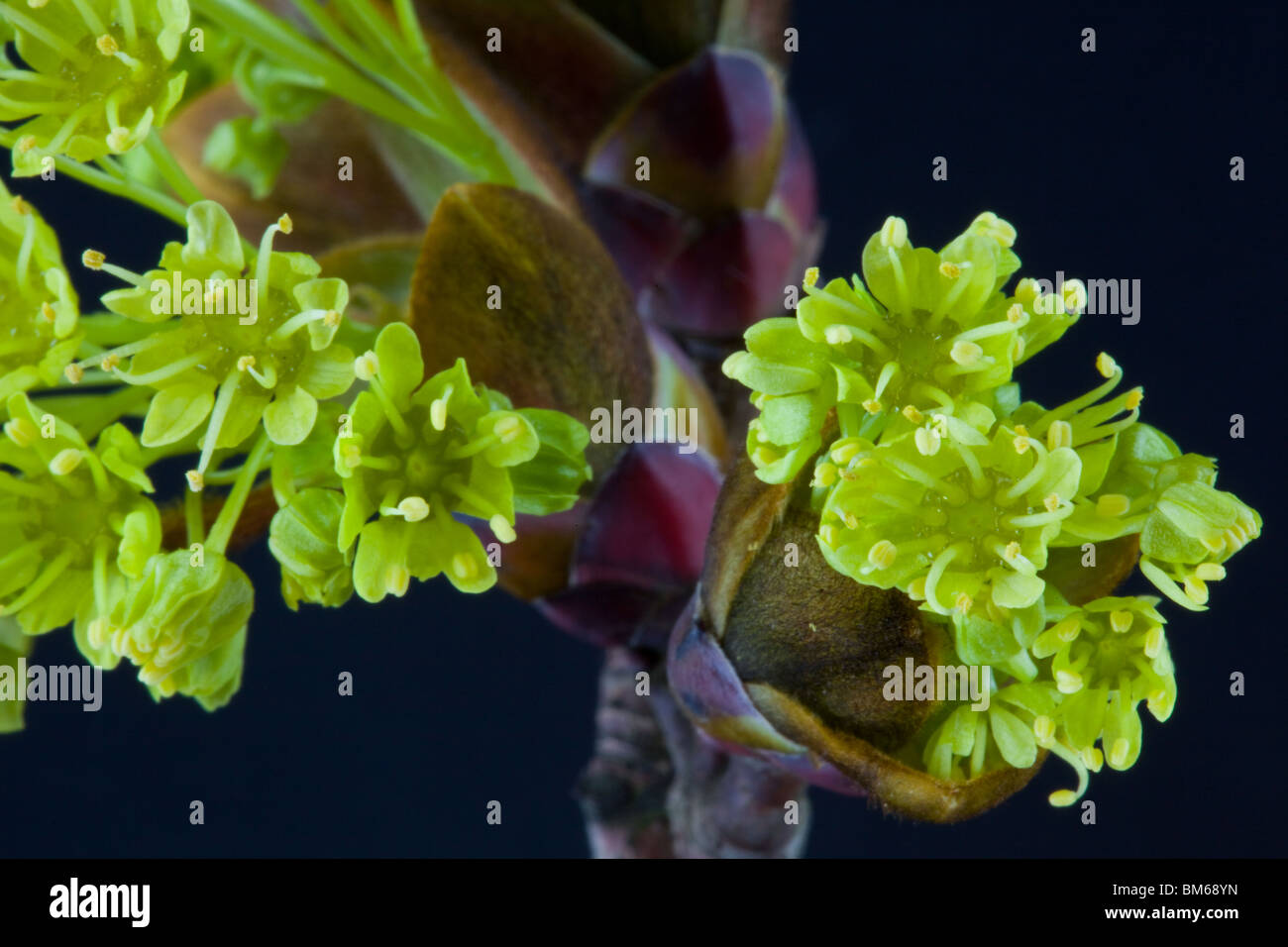 Buds of a Maple tree in close up Stock Photo - Alamy
