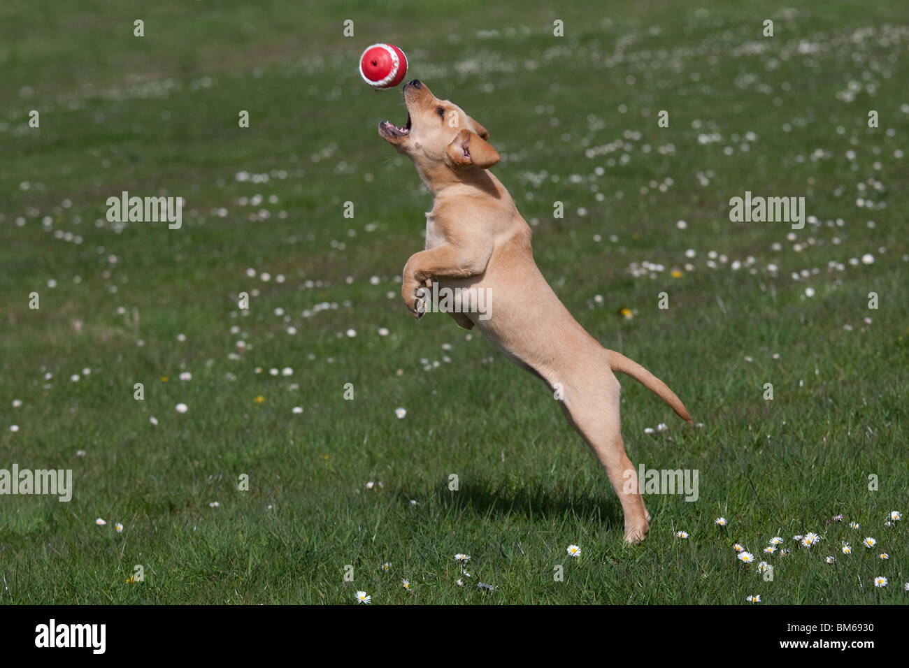 Yellow Labrador Puppy leaping in the air for a ball Stock Photo - Alamy