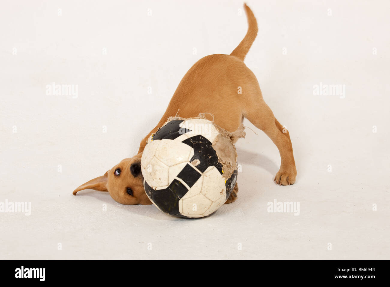 Yellow Labrador Puppy playing with chewed football Stock Photo - Alamy